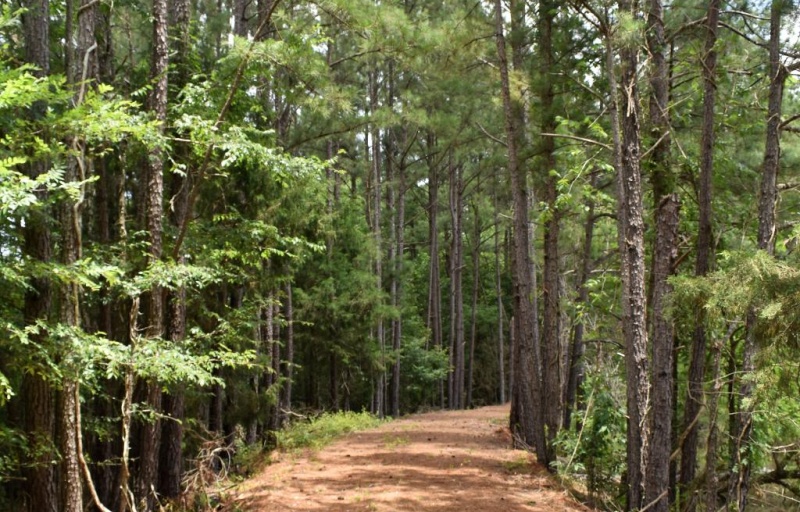 Hidden Lake at Newberry Recreation Complex | Kids in Parks