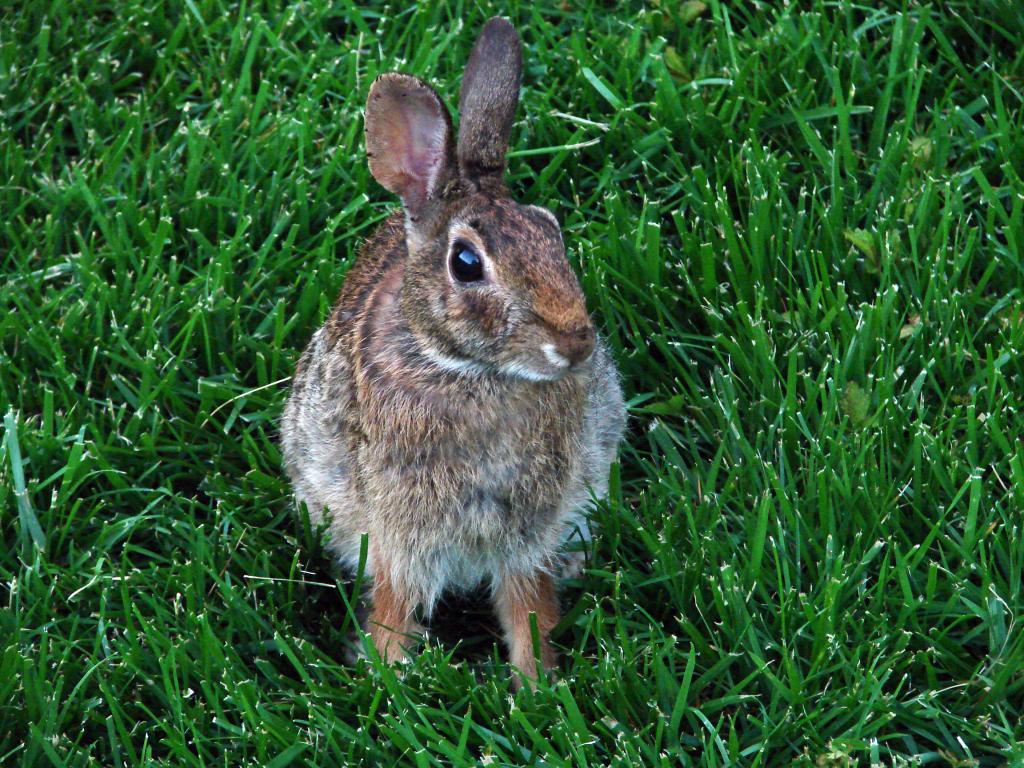Rock Springs Nature Preserve | Kids in Parks