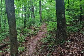 Cherokee National Forest - Chilhowee | Kids in Parks